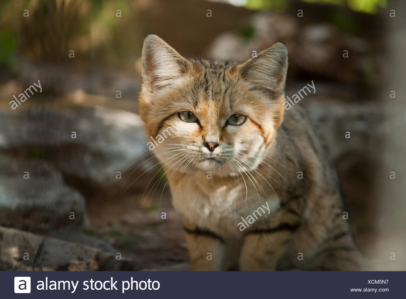 True Desert High Resolution Stock Photography and Images - Alamy