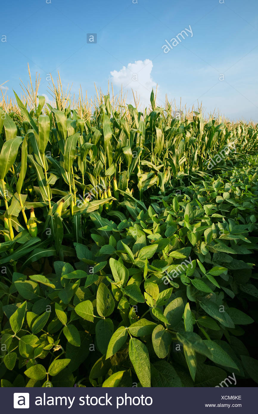 Left Rotation High Resolution Stock Photography and Images - Alamy