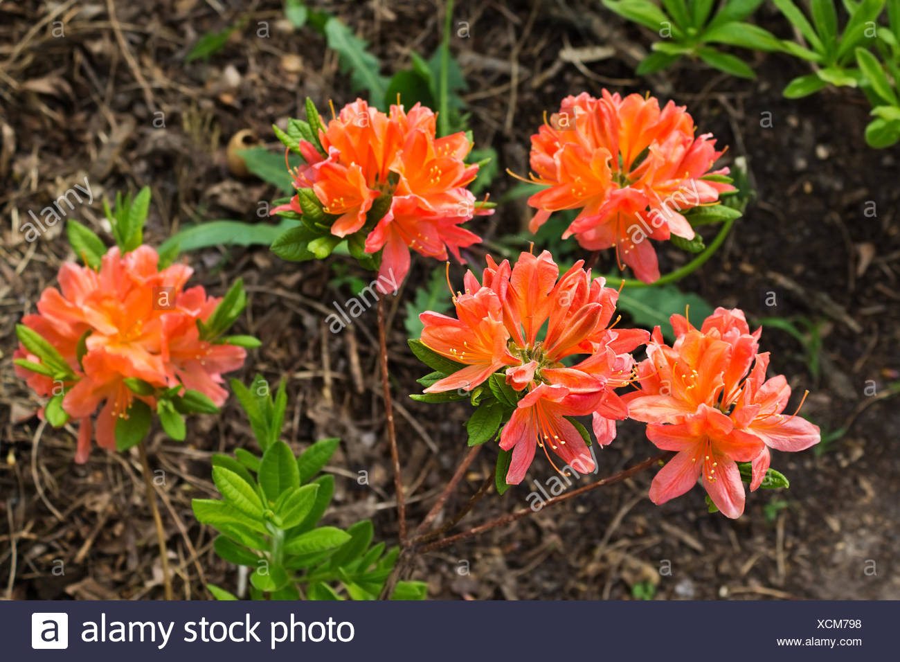 Orange Rhododendron High Resolution Stock Photography and Images - Alamy