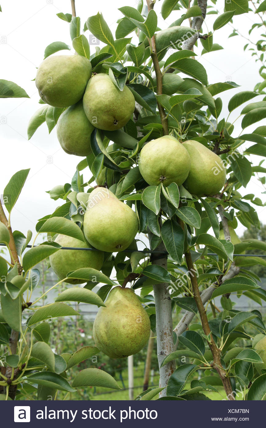 William Pears High Resolution Stock Photography and Images - Alamy