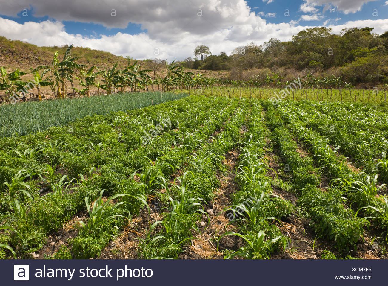 American Indian Corn Field High Resolution Stock Photography and Images ...