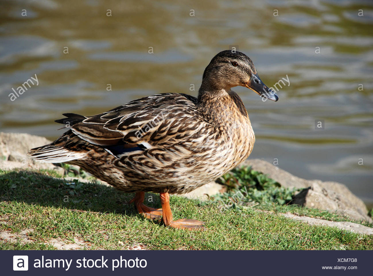 Webbed Bird Feet High Resolution Stock Photography and Images - Alamy