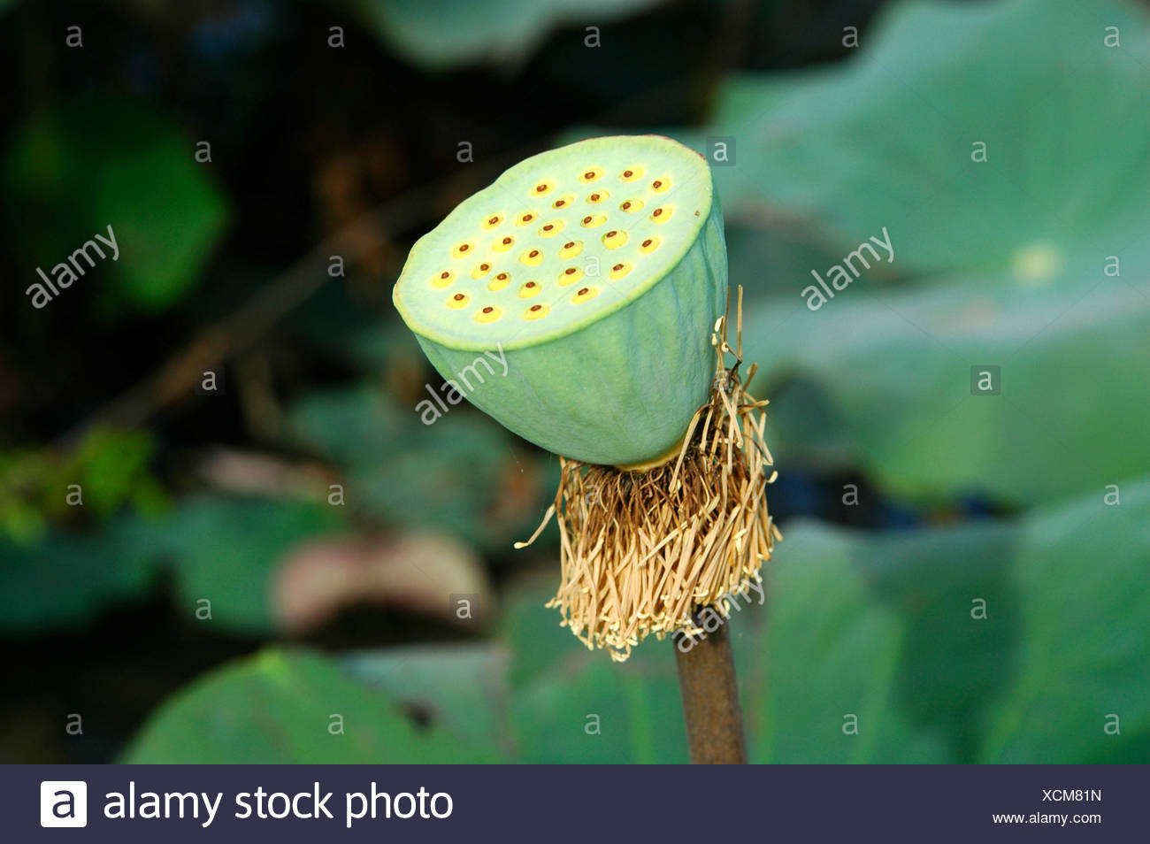 Samenkapasel High Resolution Stock Photography and Images - Alamy