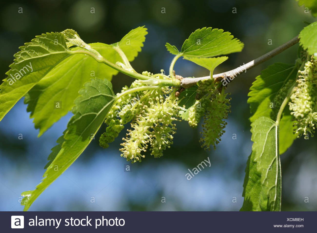 Mulberry Tree Flower Stock Photos & Mulberry Tree Flower Stock Images ...