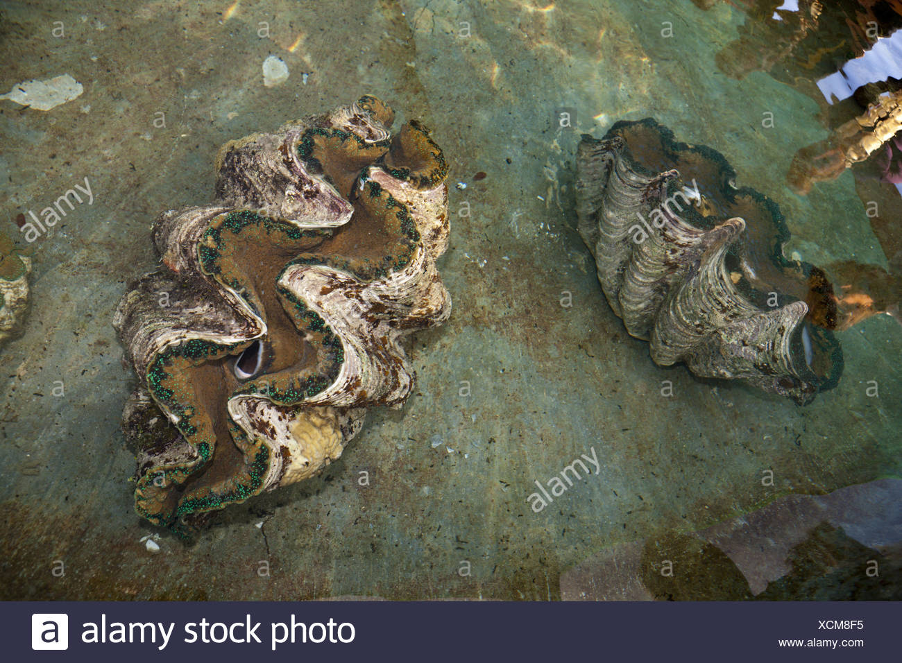 Seafood Fiji High Resolution Stock Photography and Images - Alamy