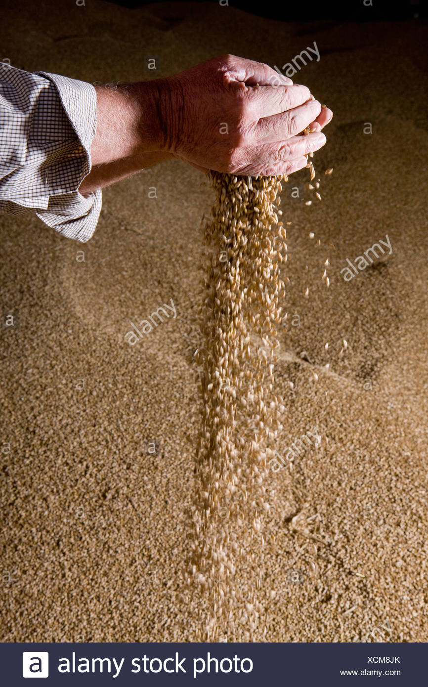 Falling Wheat Stock Photos & Falling Wheat Stock Images - Alamy