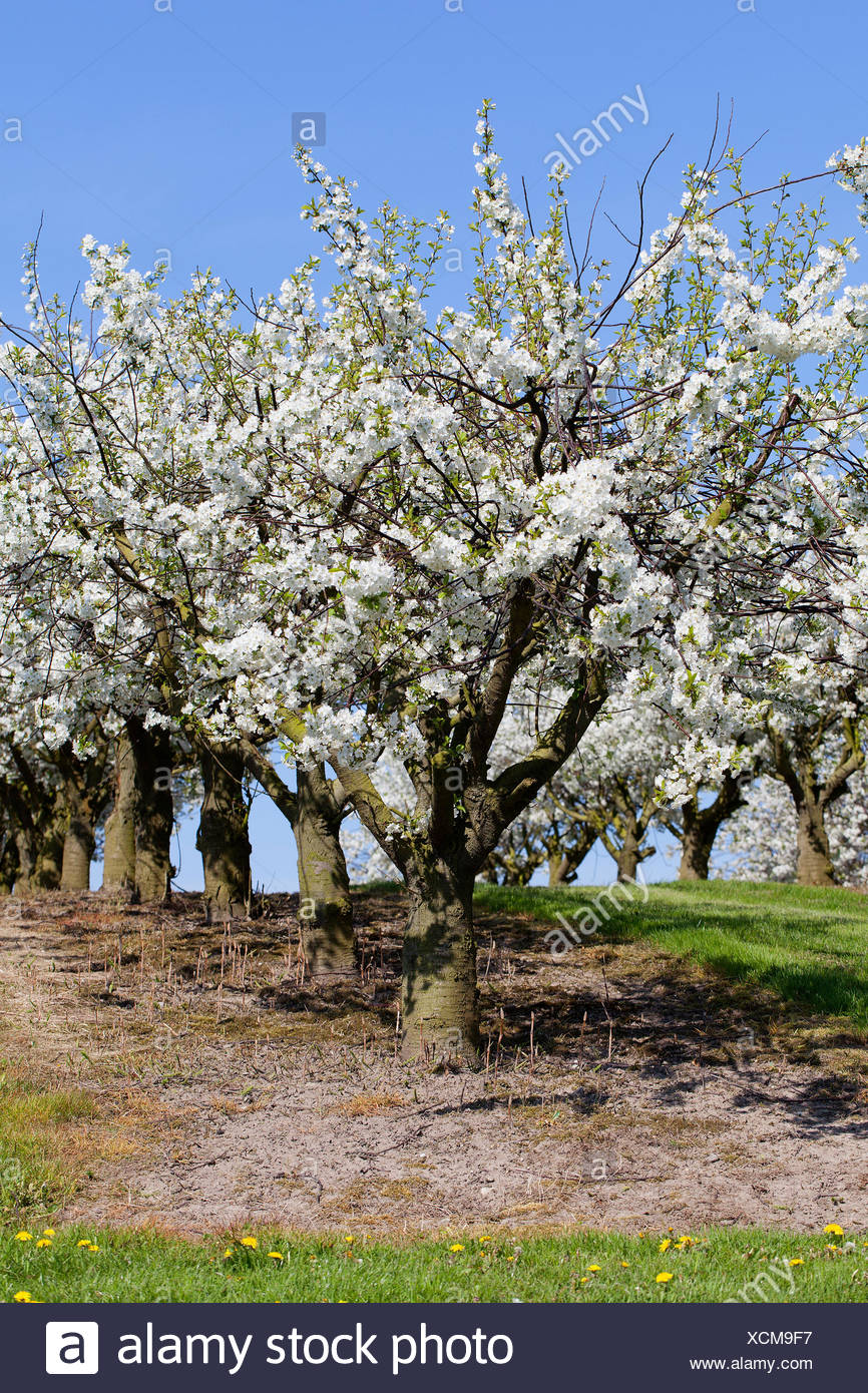 Susskirschen High Resolution Stock Photography and Images - Alamy