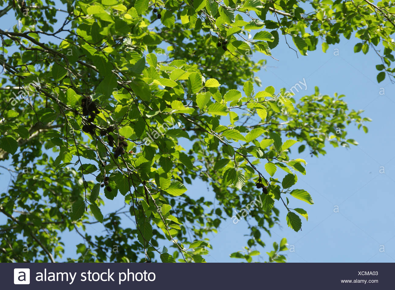 Grey Alder Tree High Resolution Stock Photography and Images - Alamy