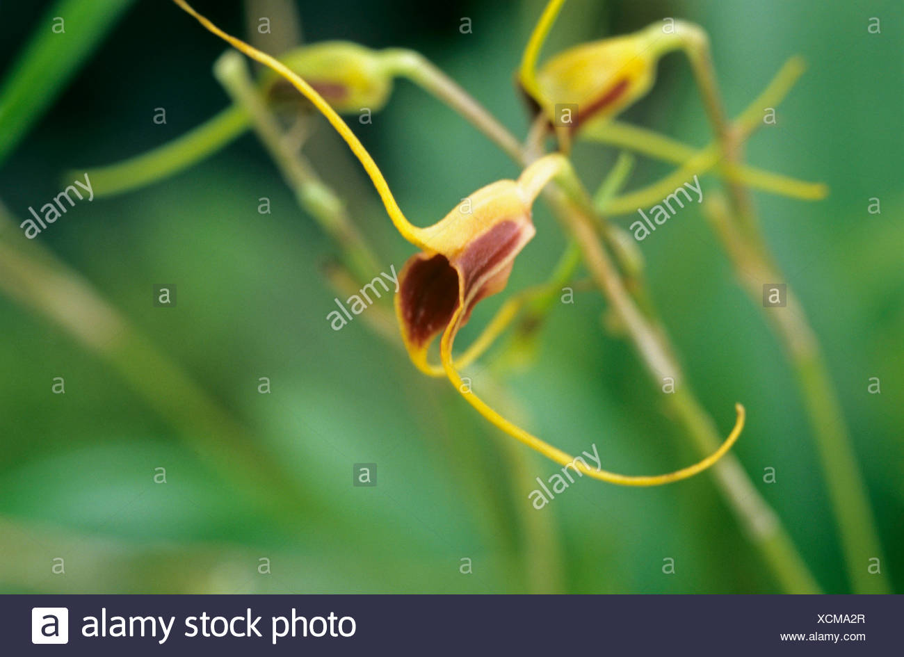 Masdevallia High Resolution Stock Photography and Images - Alamy