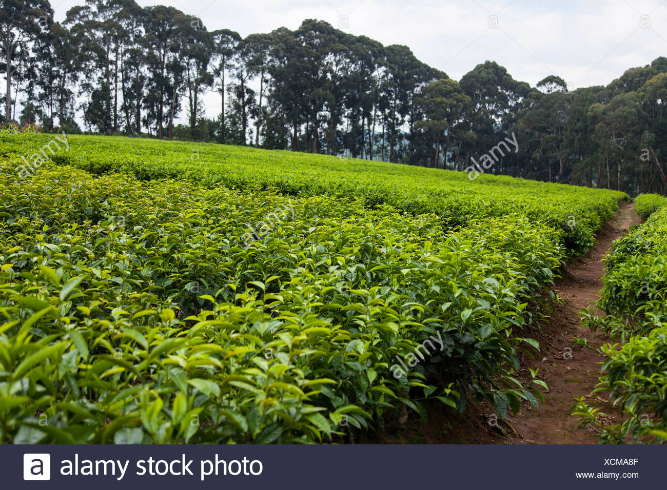 Burundi Farming High Resolution Stock Photography and Images - Alamy