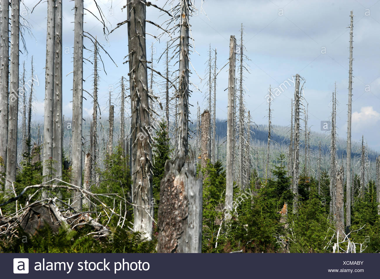 Dead Conifer Tree Skeletons High Resolution Stock Photography and ...