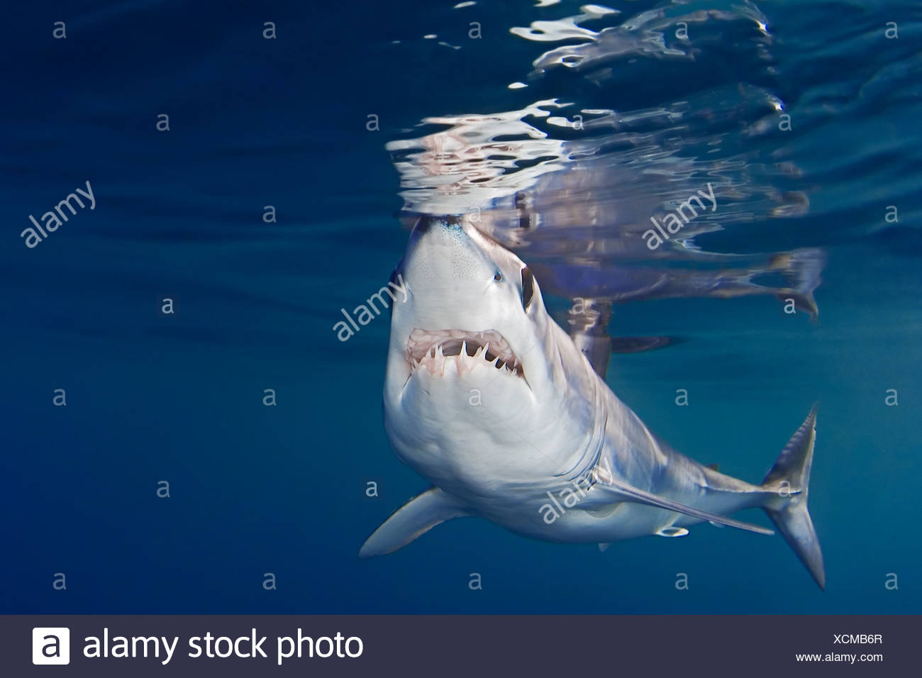 Shortfin Mako Sharks High Resolution Stock Photography and Images - Alamy