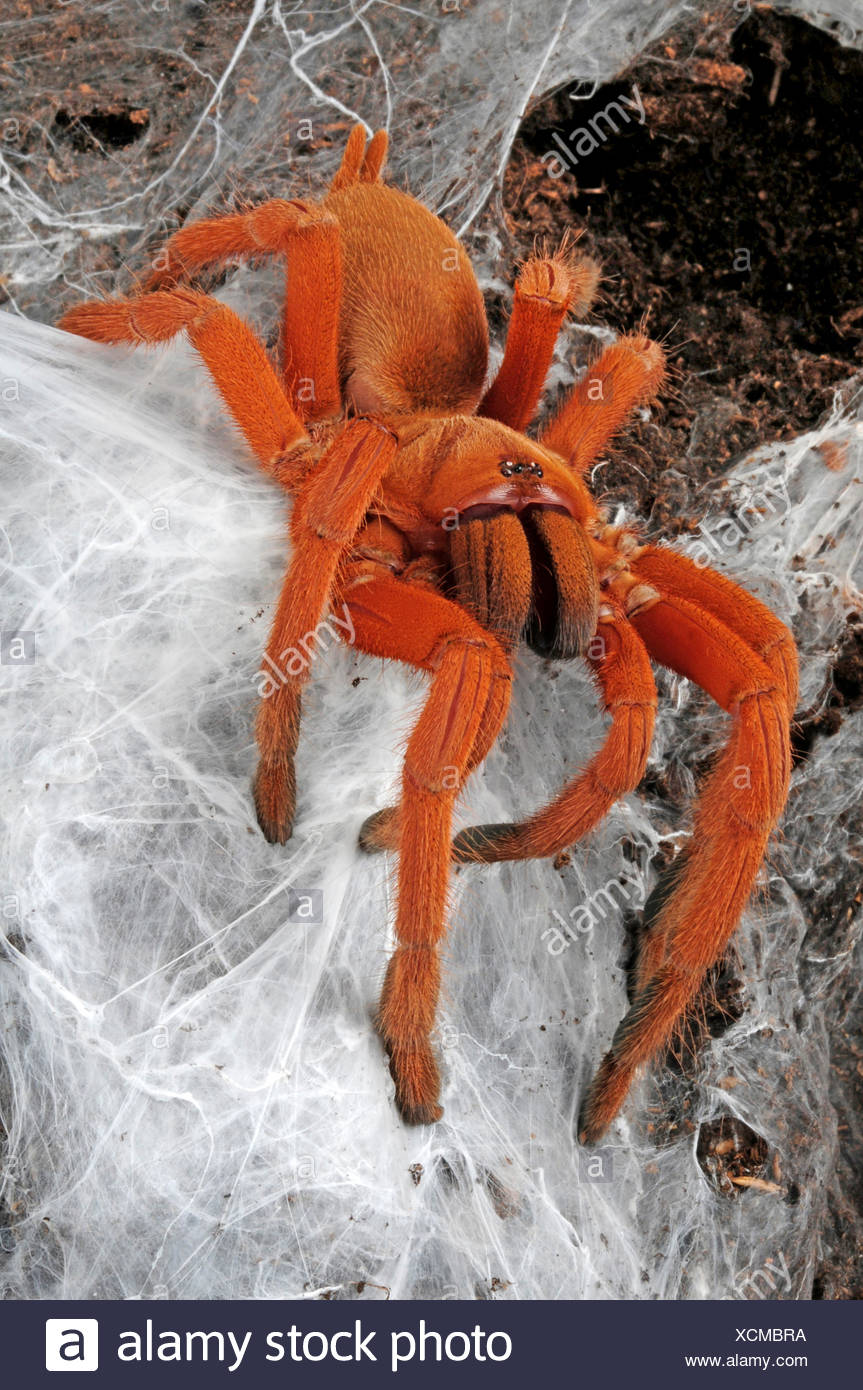 Orphnaecus Philippinus High Resolution Stock Photography and Images - Alamy