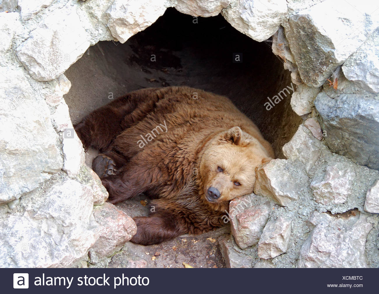 Bear Inside Zoo High Resolution Stock Photography and Images - Alamy