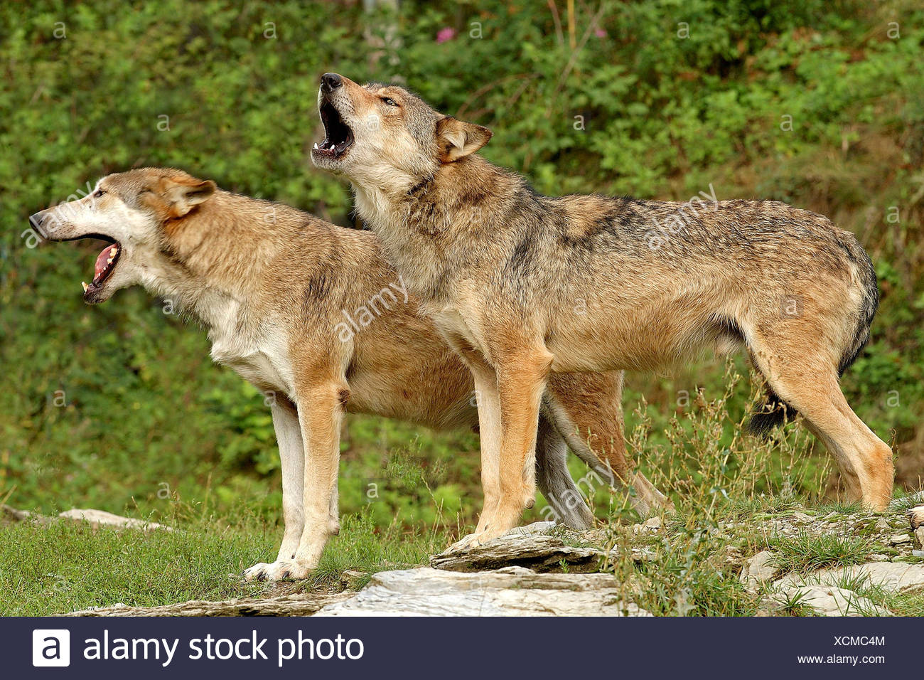 Crying Wolf Stock Photos & Crying Wolf Stock Images - Alamy