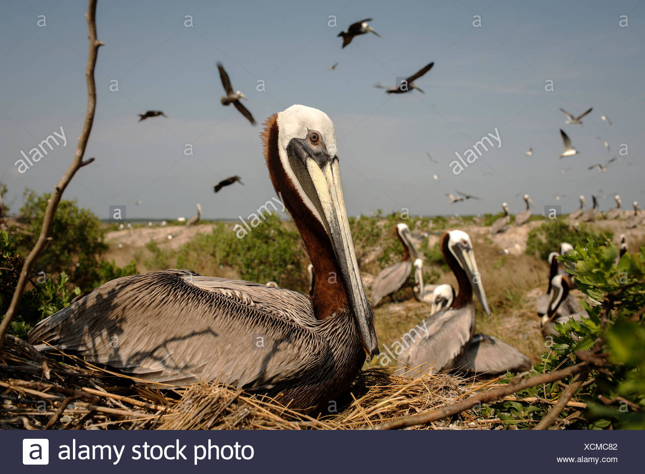 Pelicans Nesting Stock Photos & Pelicans Nesting Stock Images - Alamy