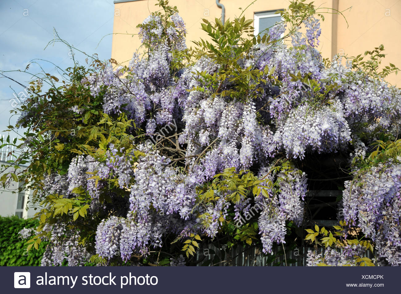 Chinese Wisteria High Resolution Stock Photography and Images - Alamy
