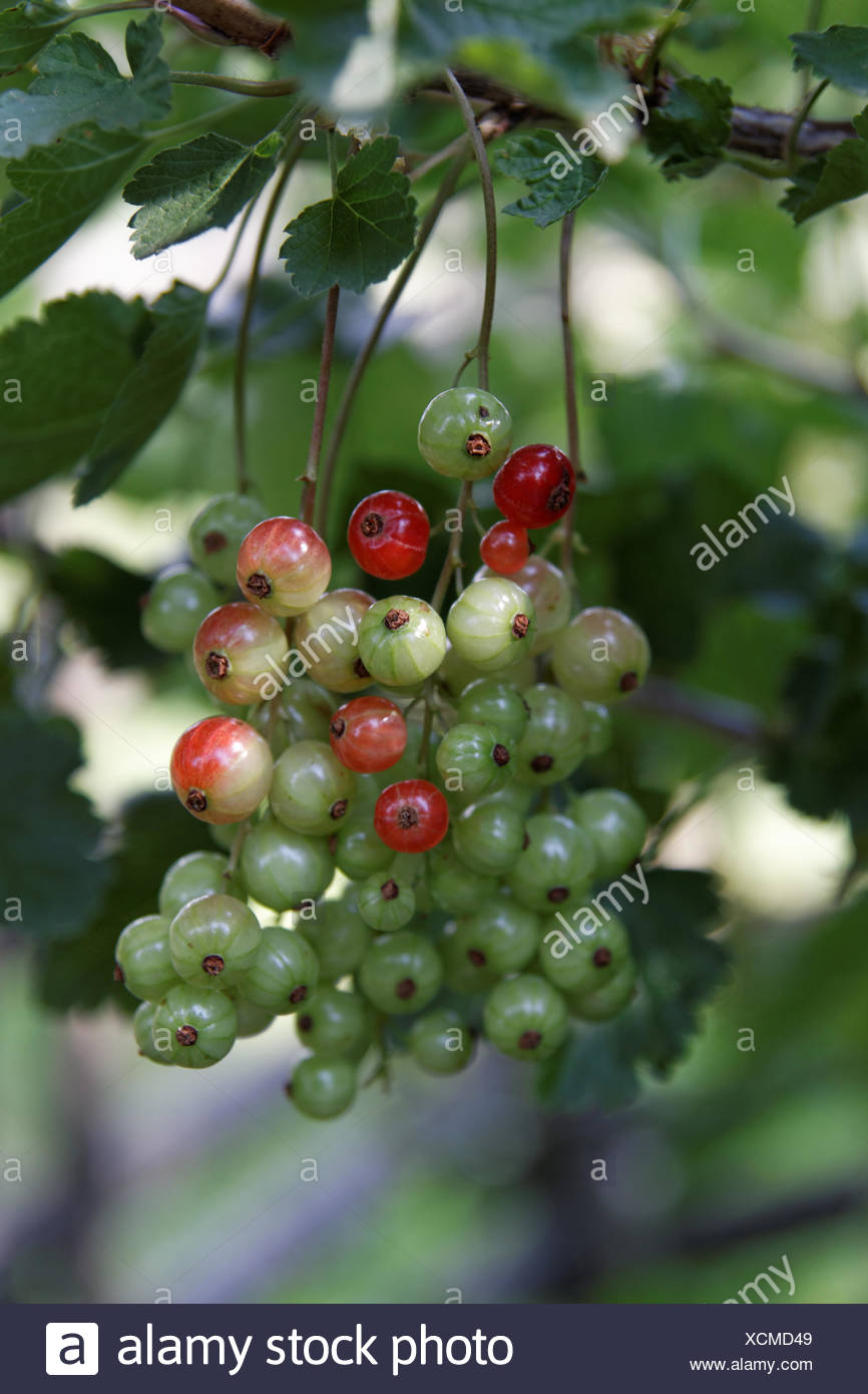 Ribisel High Resolution Stock Photography and Images - Alamy