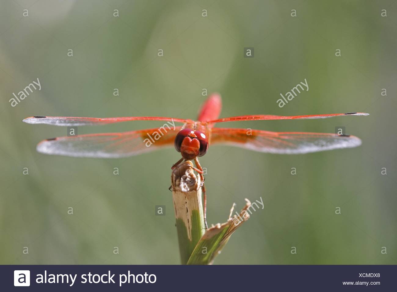 African Dragonfly High Resolution Stock Photography and Images - Alamy