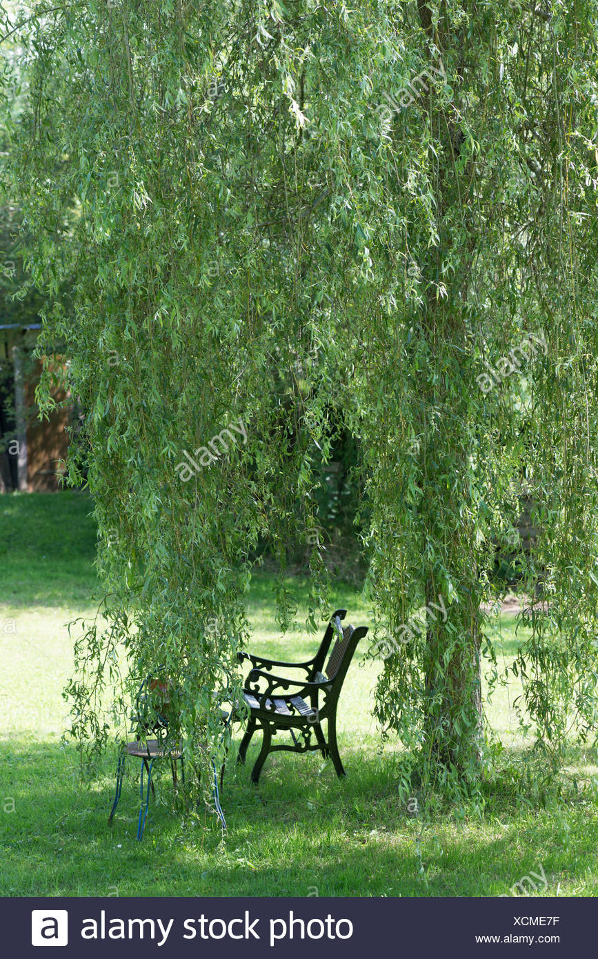 Black Willow Tree Stock Photos & Black Willow Tree Stock Images - Alamy