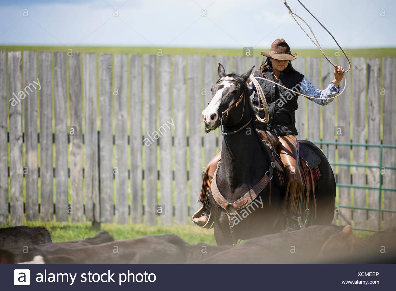 Lassoing Stock Photos & Lassoing Stock Images - Alamy