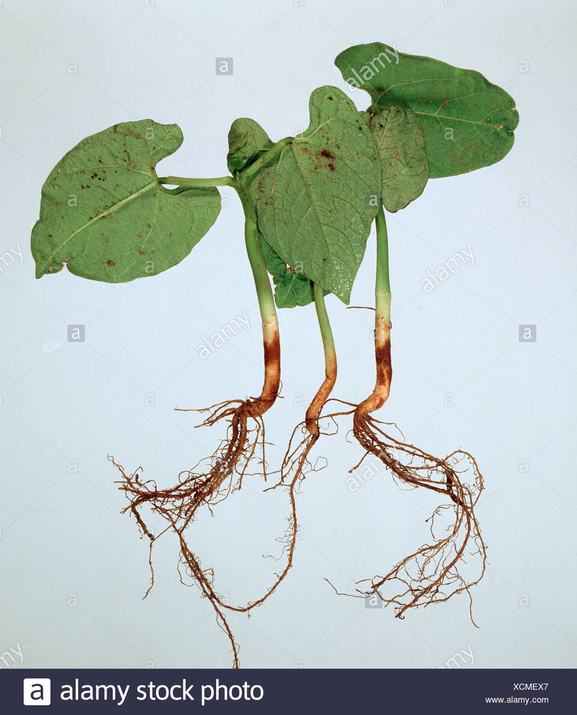 Root Rot Disease High Resolution Stock Photography and Images - Alamy