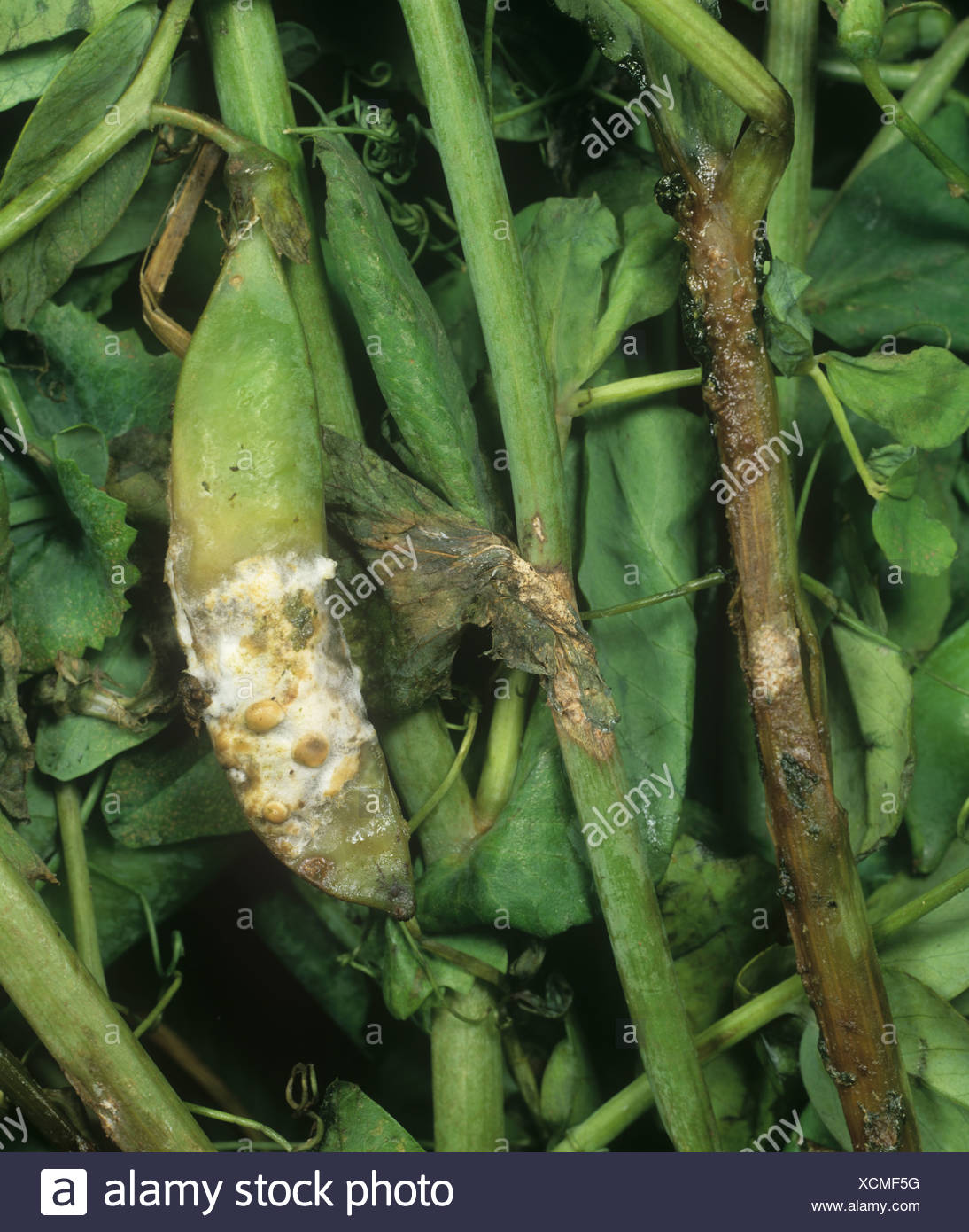 Sclerotinia Sclerotiorum Stock Photos & Sclerotinia Sclerotiorum Stock ...