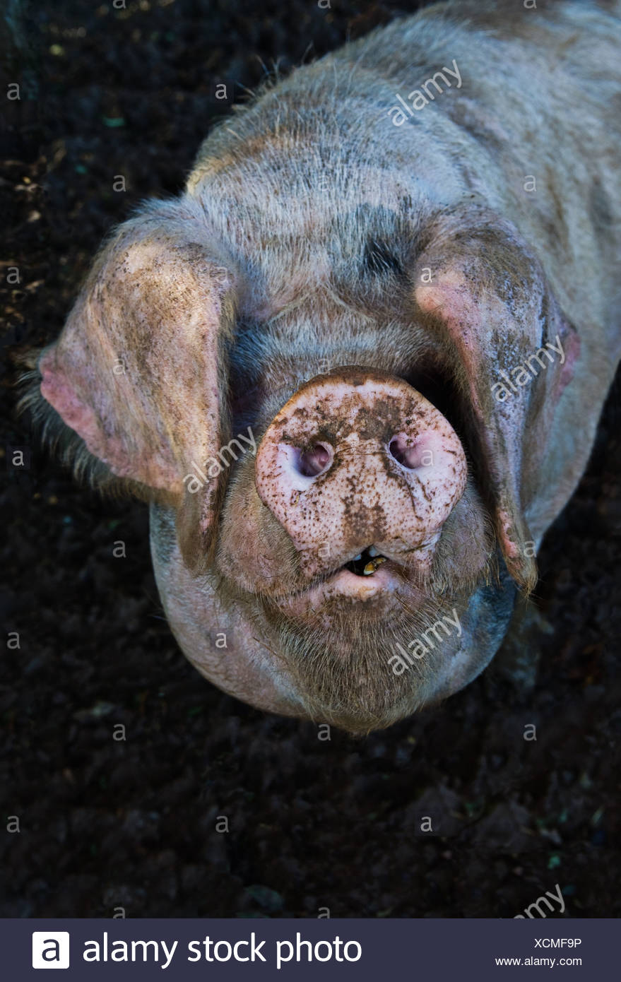 Muddy Pigs High Resolution Stock Photography and Images - Alamy