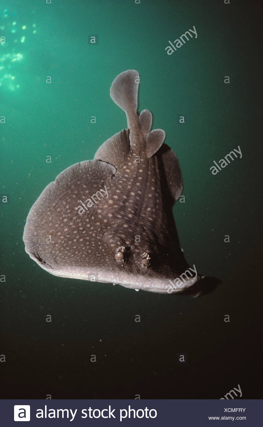 Marbled Electric Ray Torpedo Marmorata High Resolution Stock ...