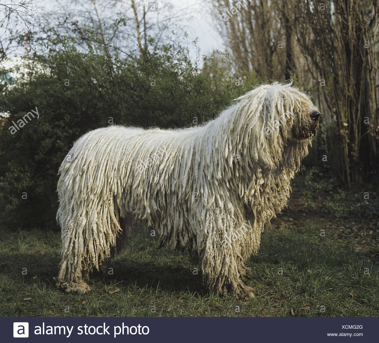 Komondor Dog Stock Photos & Komondor Dog Stock Images - Alamy
