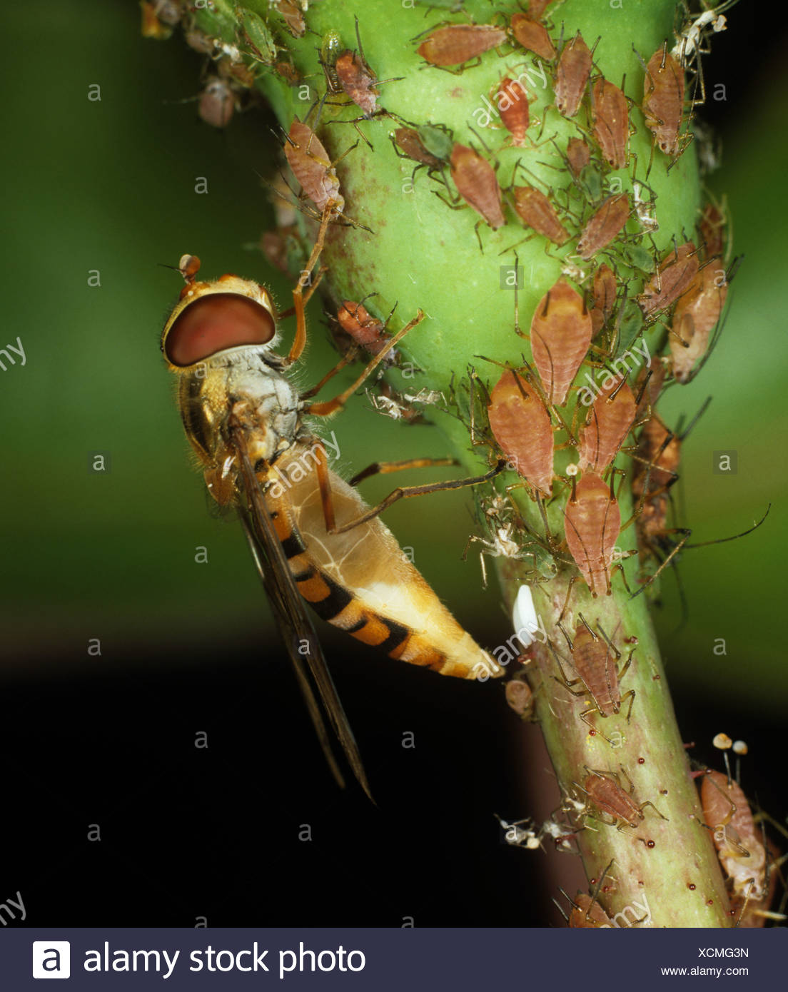 Hover Fly Egg High Resolution Stock Photography and Images - Alamy