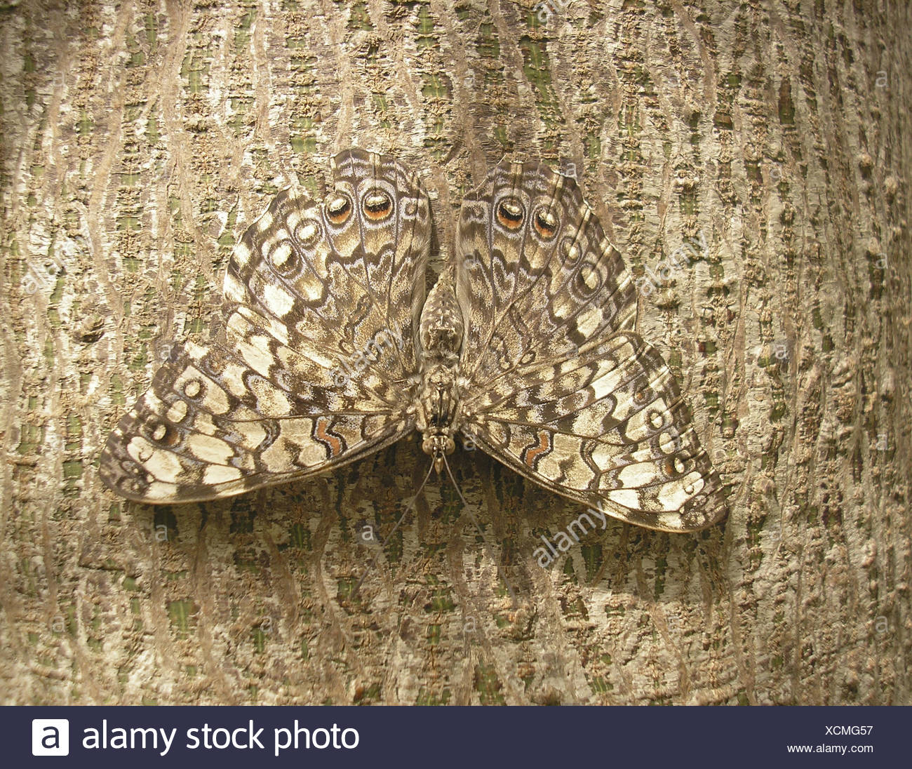 Butterfly Camouflage Butterfly Trunk Bark High Resolution Stock ...
