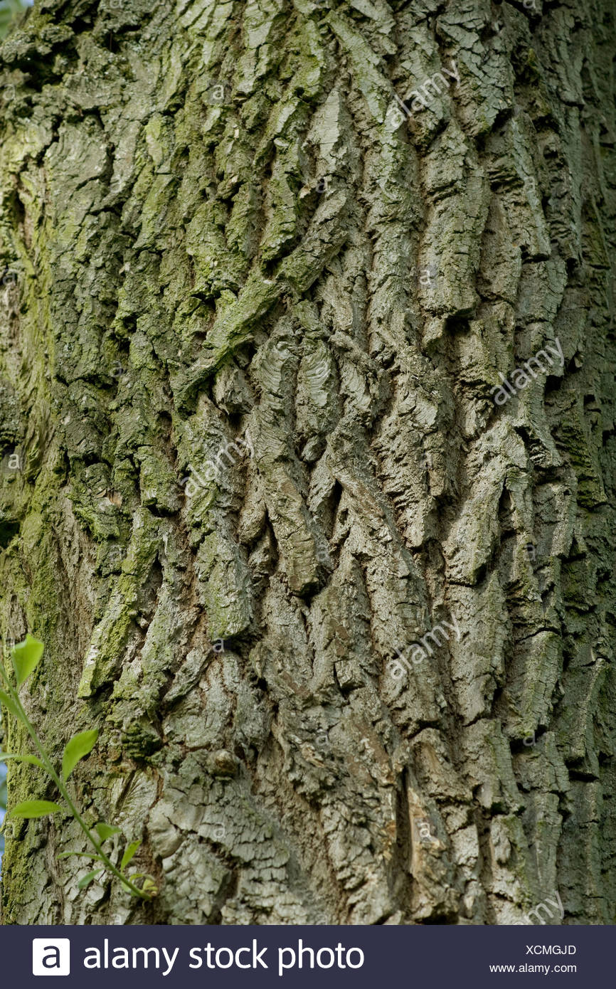 Salix Alba Bark High Resolution Stock Photography and Images - Alamy