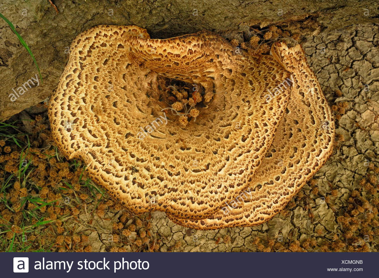 Pheasants Back Mushroom High Resolution Stock Photography and Images ...
