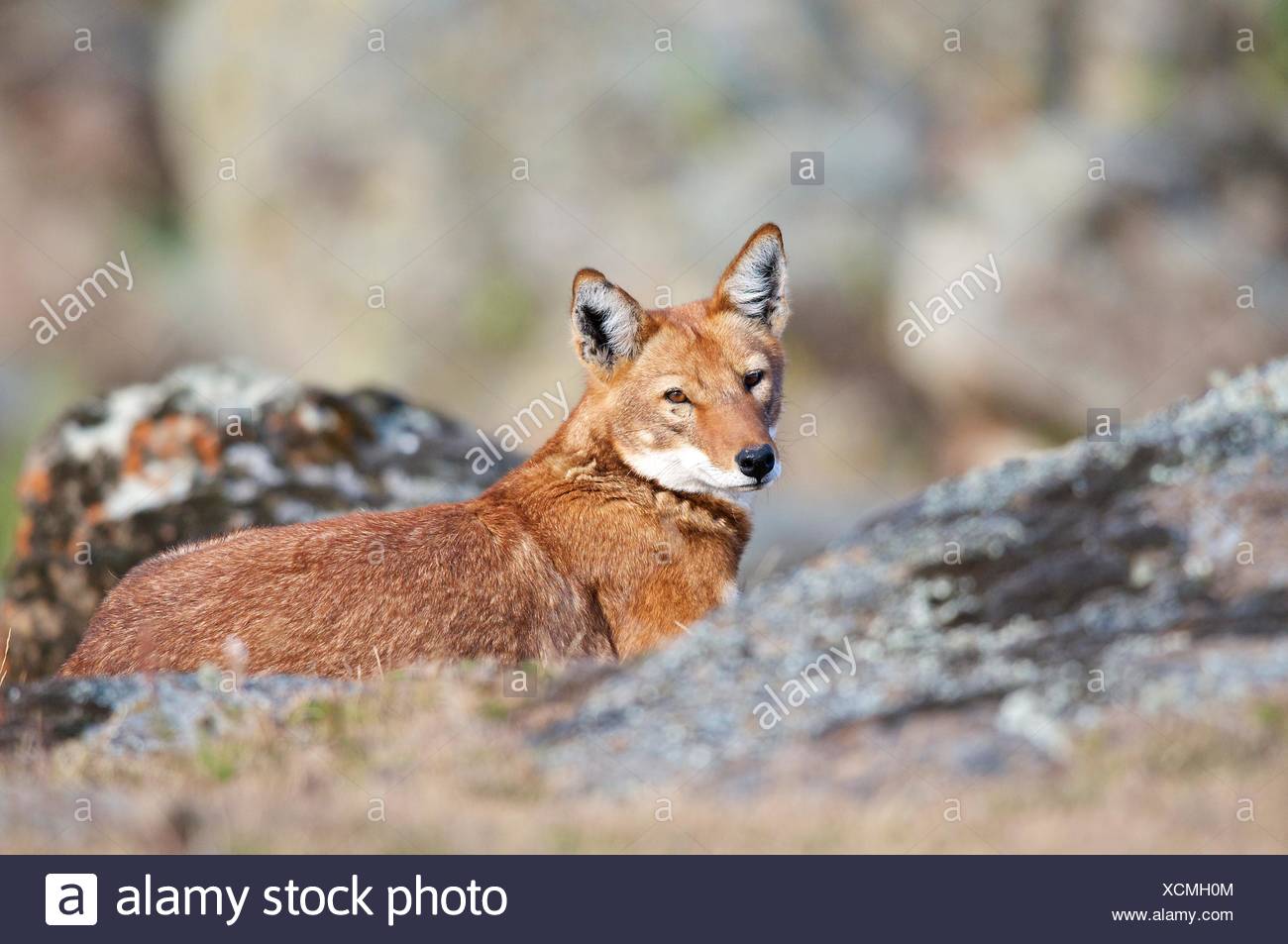 Ethiopian Red Wolf High Resolution Stock Photography and Images - Alamy