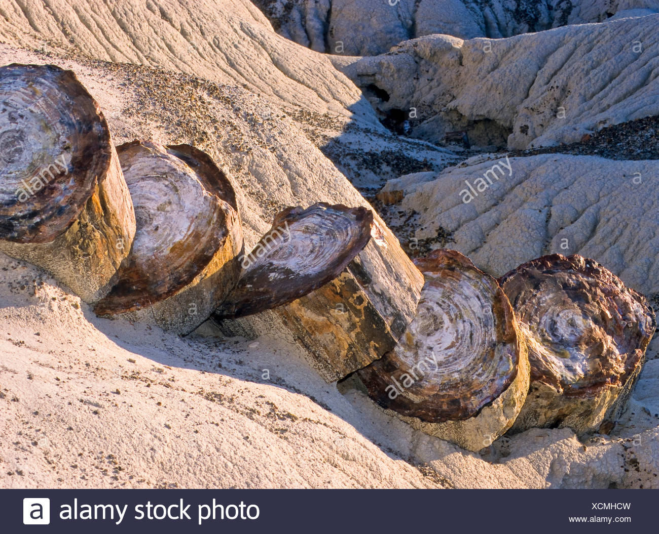 Petrified Tree High Resolution Stock Photography and Images - Alamy