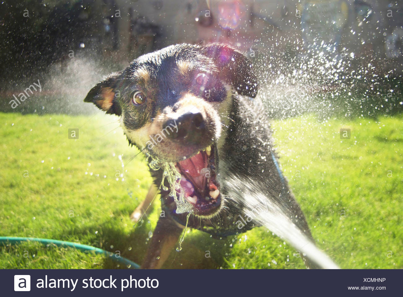 Flying Ears High Resolution Stock Photography and Images - Alamy