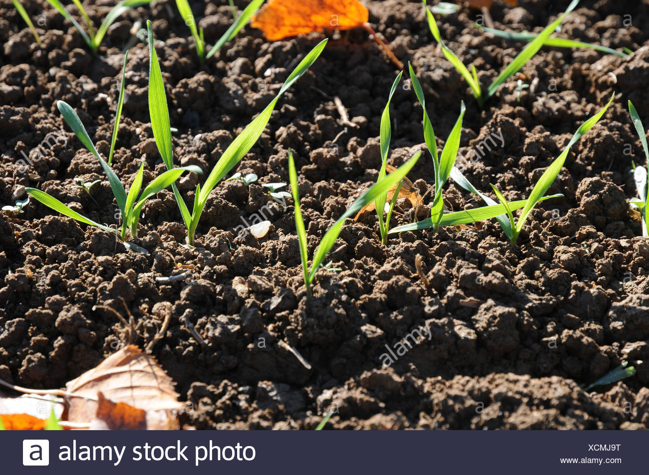 Germination Corn High Resolution Stock Photography and Images - Alamy