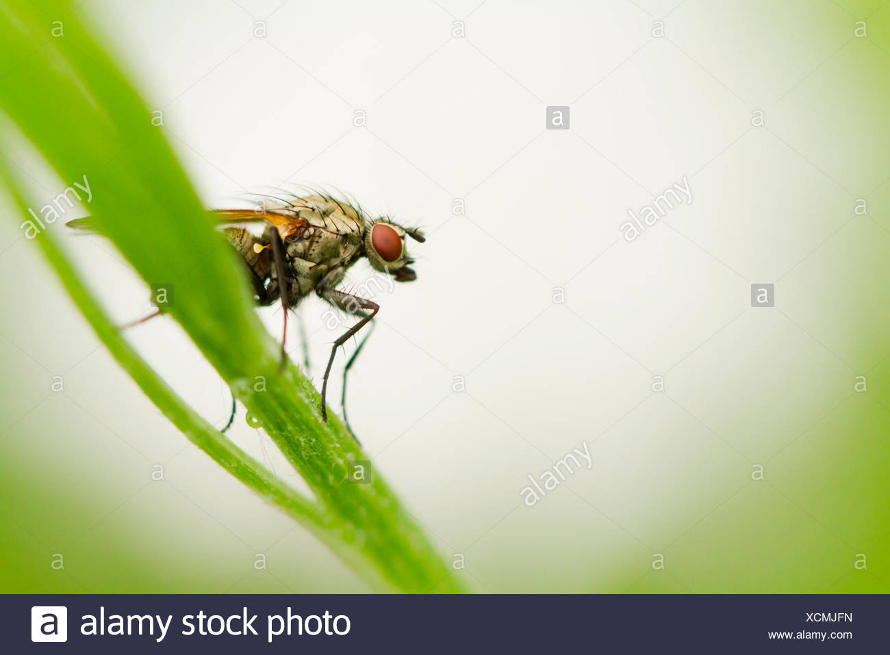 Anthomyiidae High Resolution Stock Photography and Images - Alamy