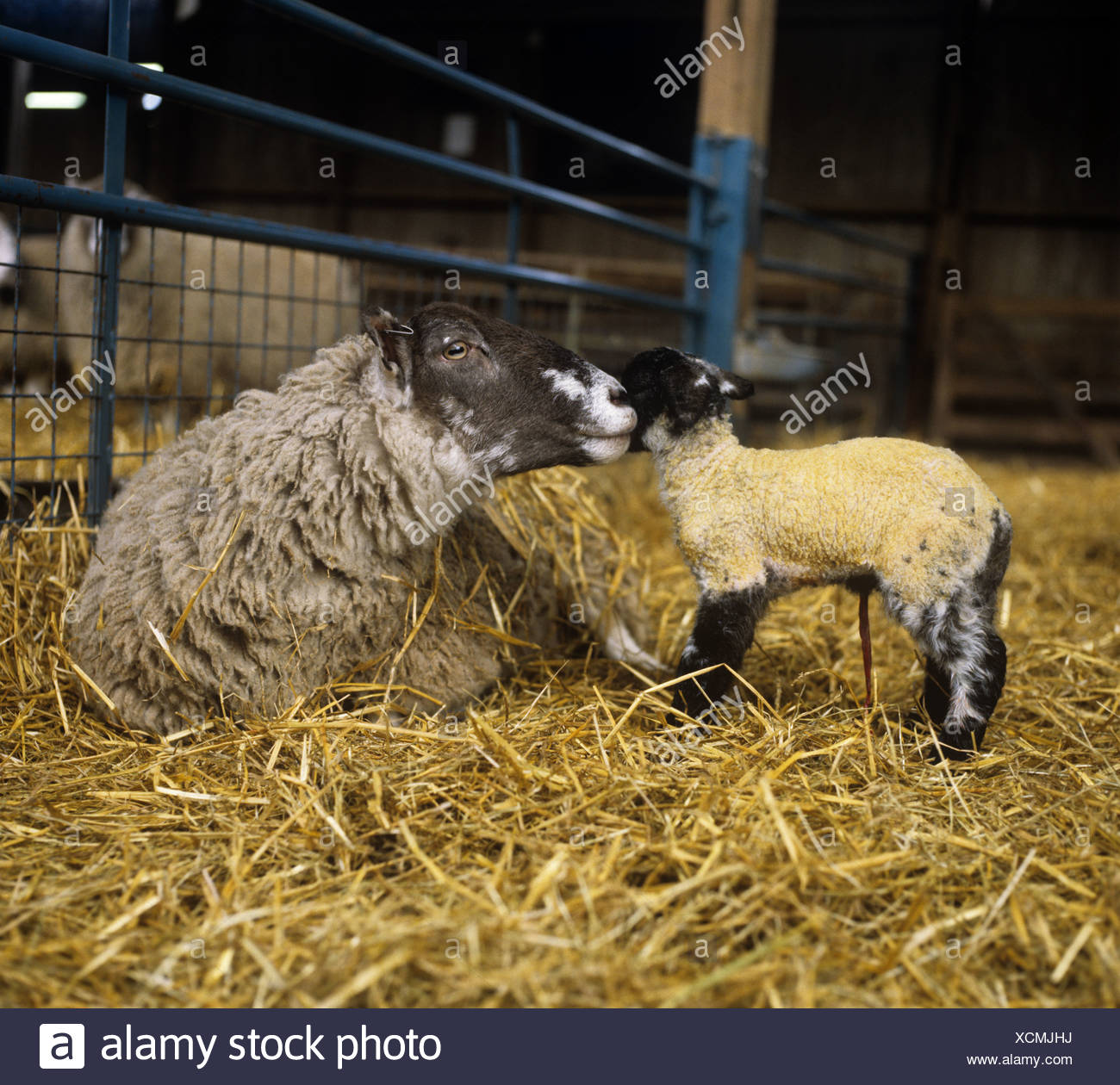 Lamb Lying Down High Resolution Stock Photography and Images - Alamy
