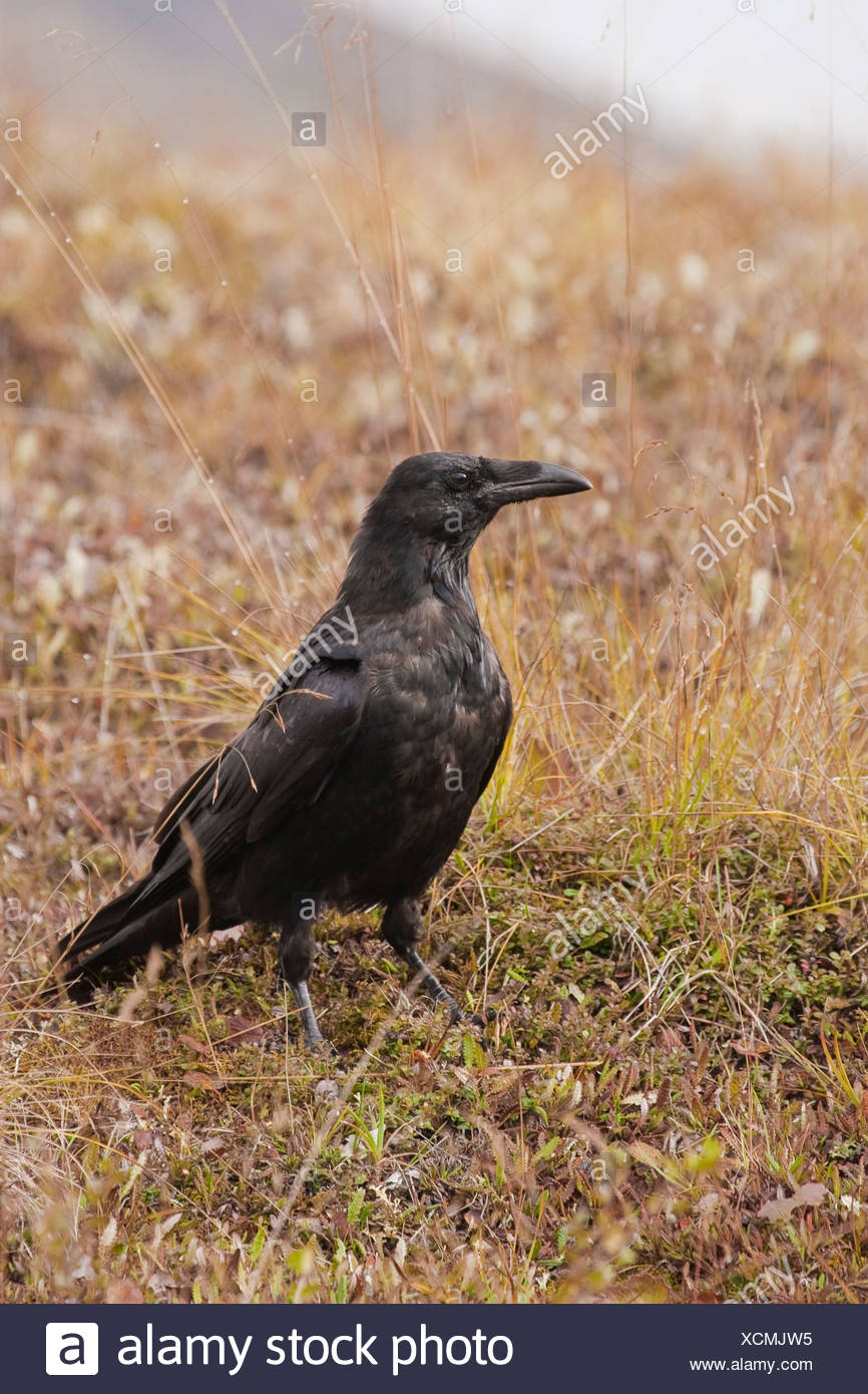 Alaska Raven Stock Photos & Alaska Raven Stock Images - Alamy