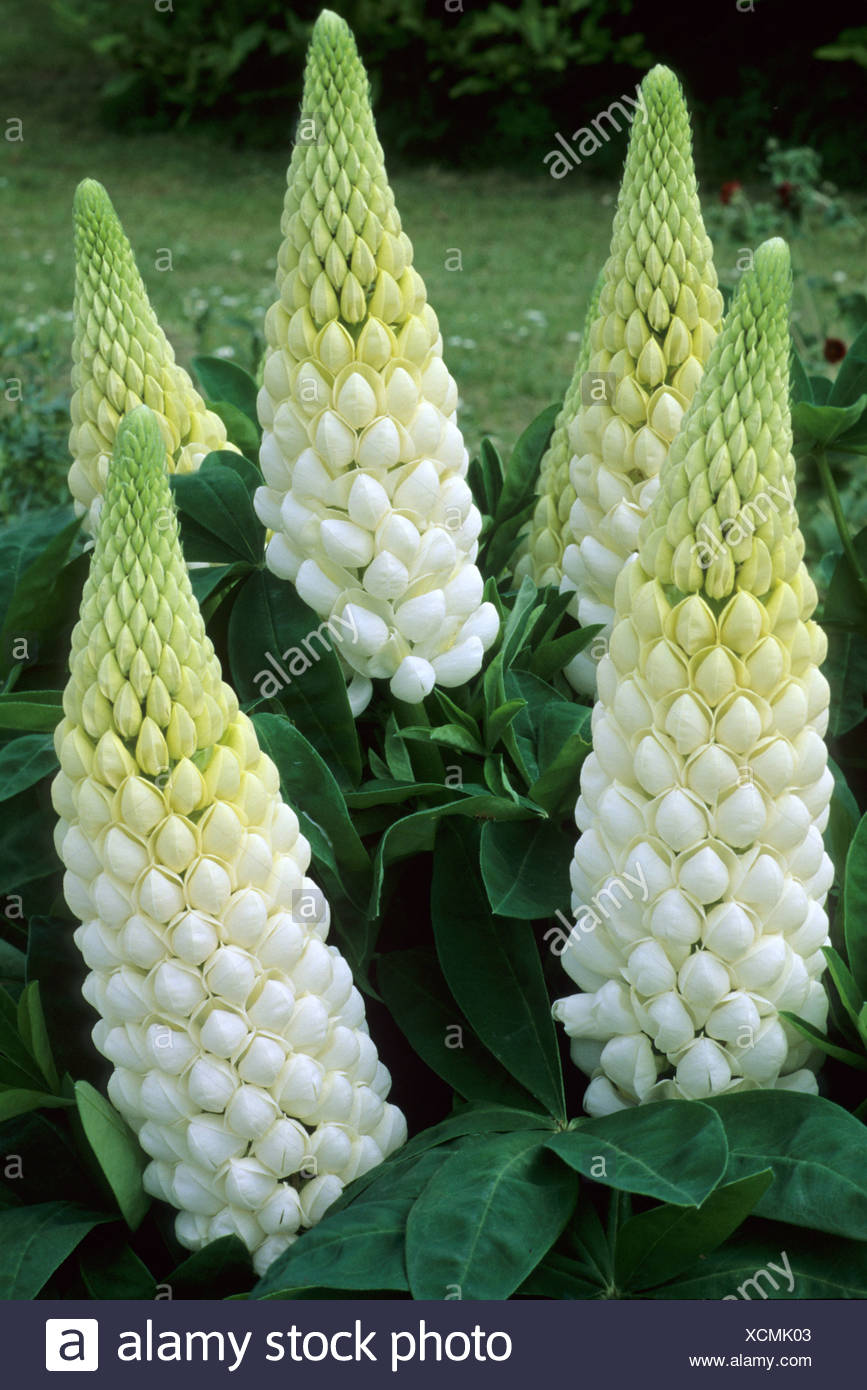 White Lupin High Resolution Stock Photography and Images - Alamy