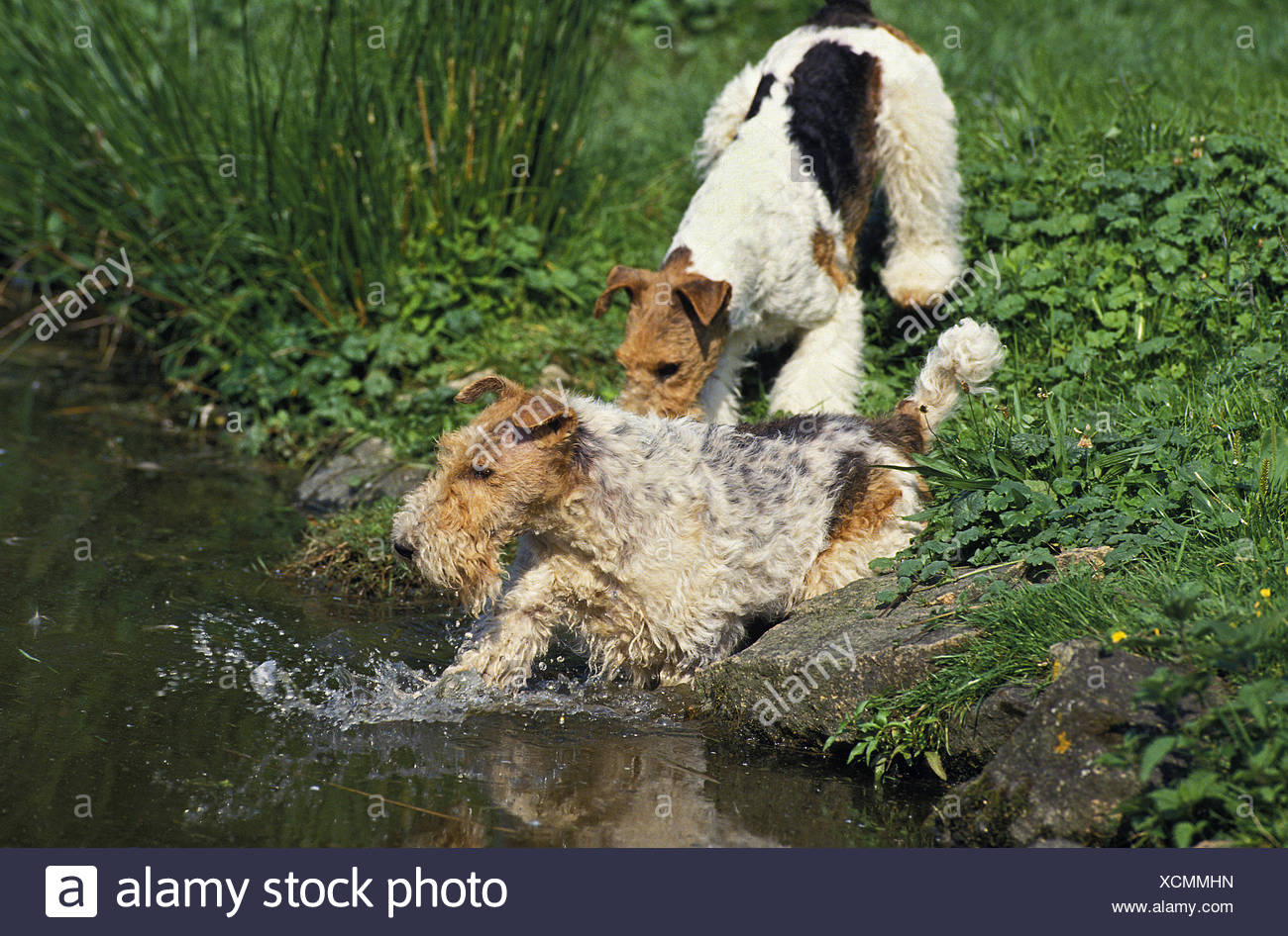 Pets In Water High Resolution Stock Photography and Images - Alamy