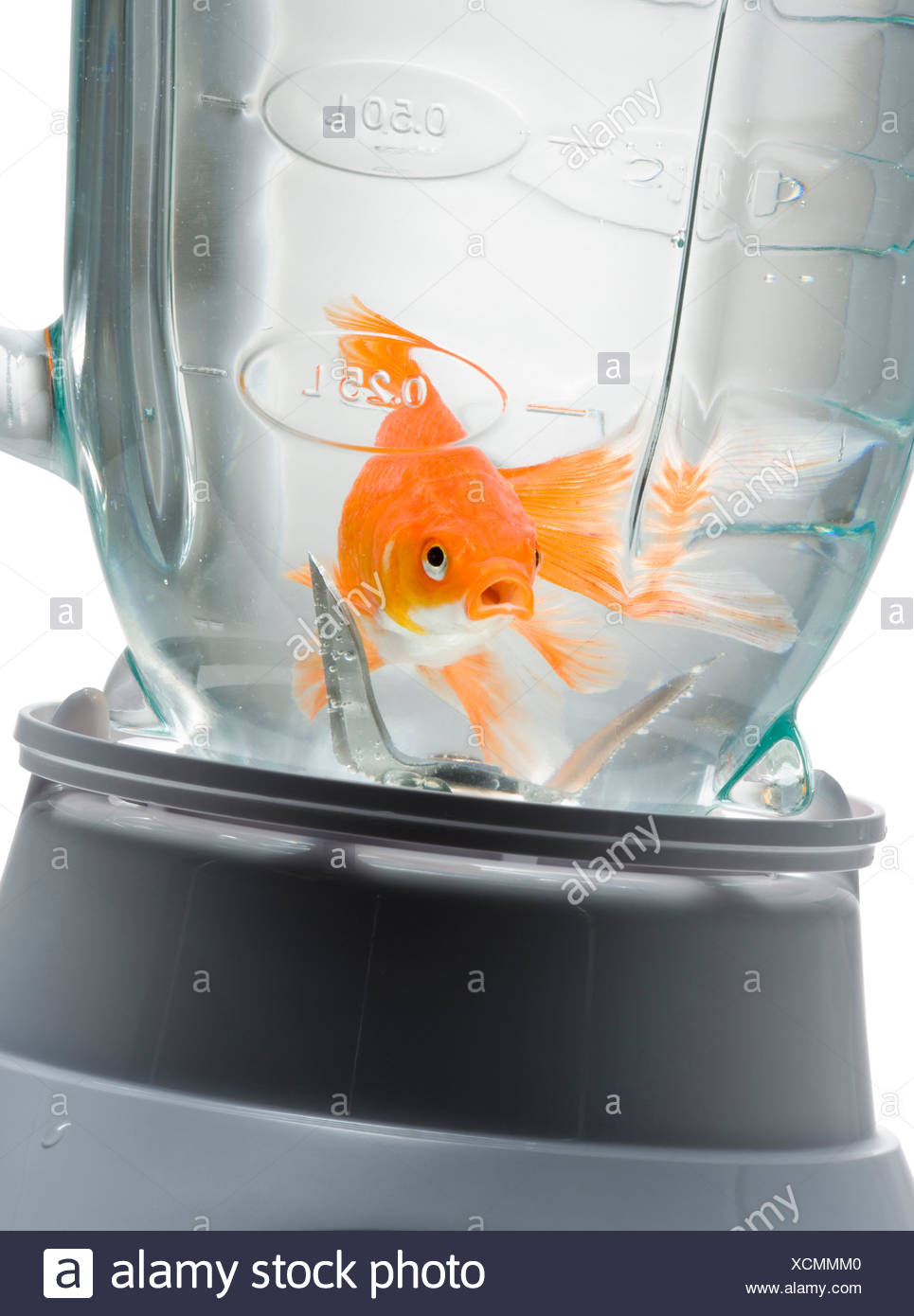 Goldfish In Blender High Resolution Stock Photography and Images - Alamy