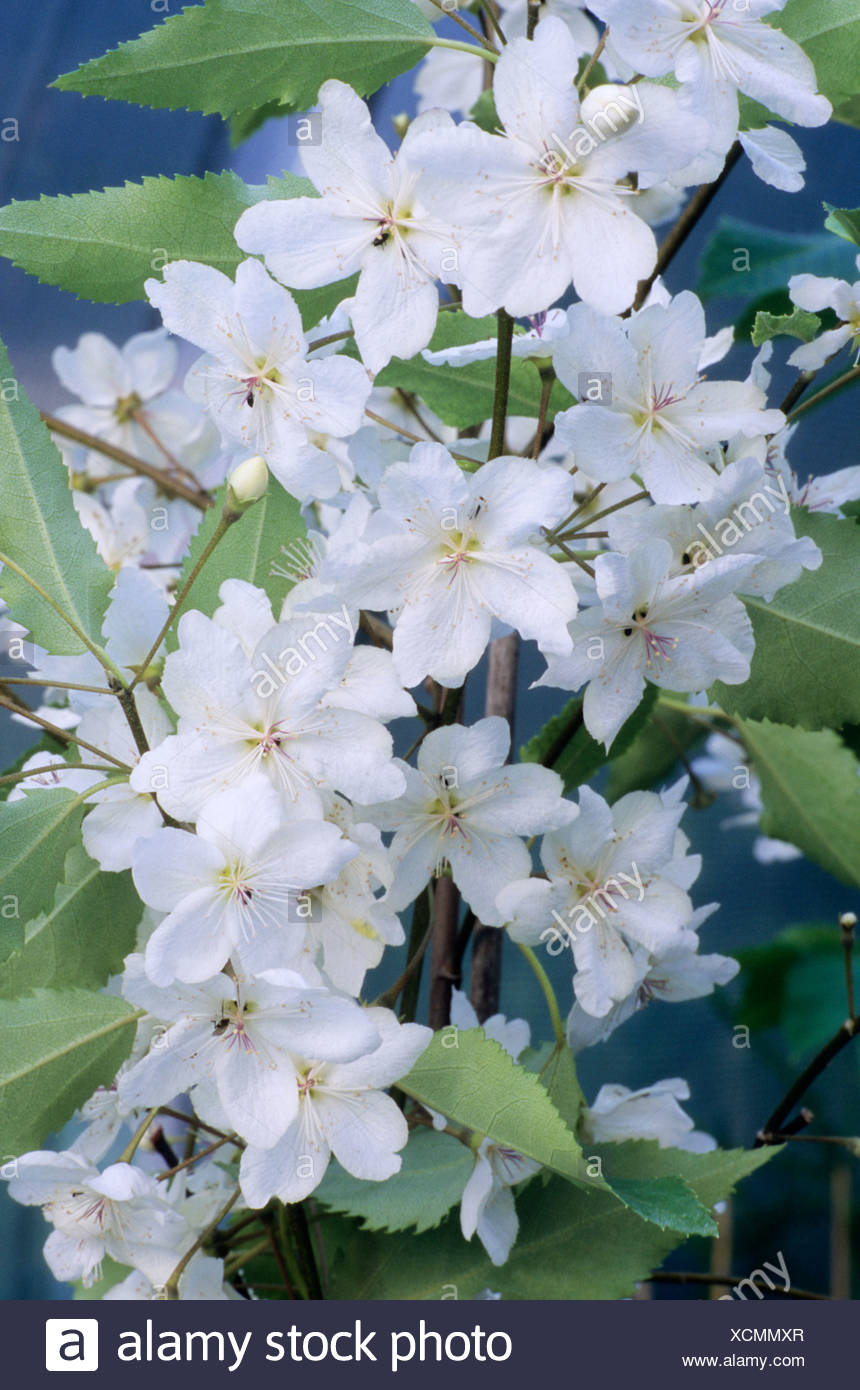 Hoheria High Resolution Stock Photography and Images - Alamy