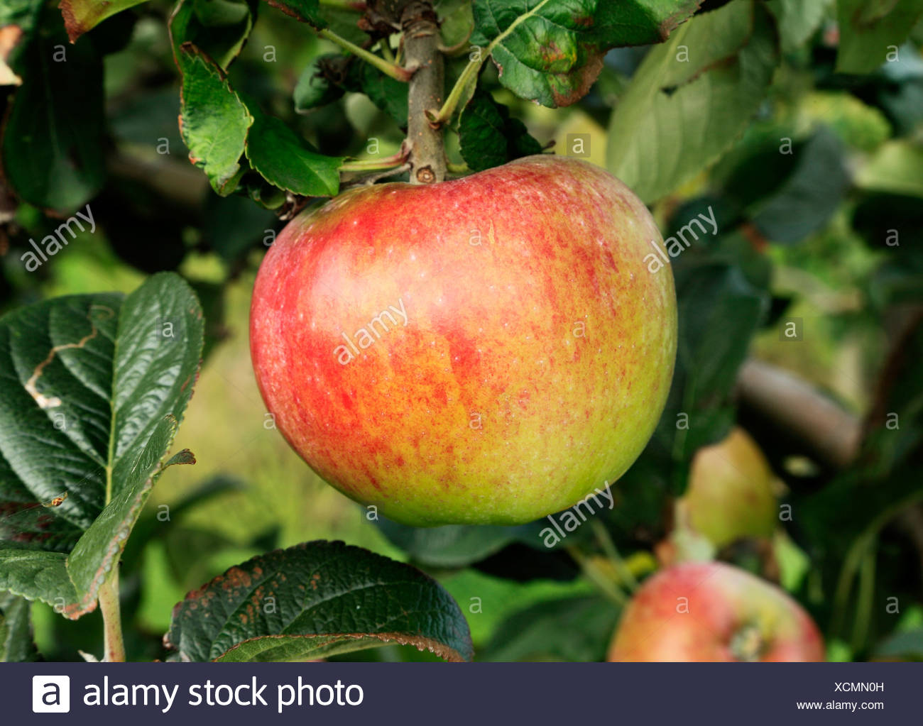 Howgate Wonder Apple High Resolution Stock Photography and Images - Alamy