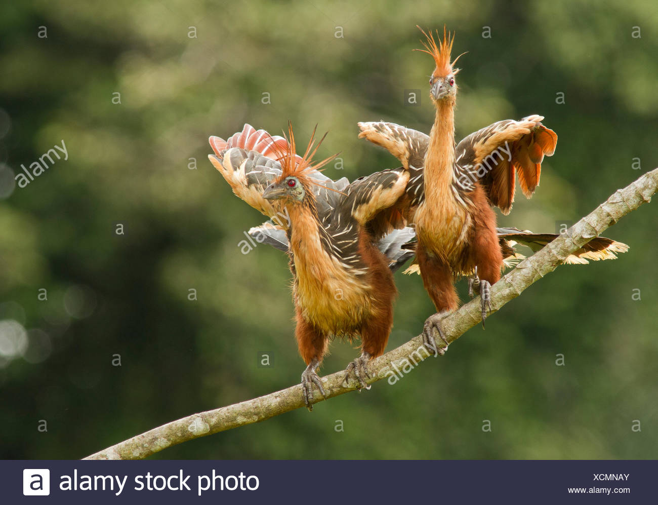 Hoatzin Bird Amazon Ecuador High Resolution Stock Photography and ...