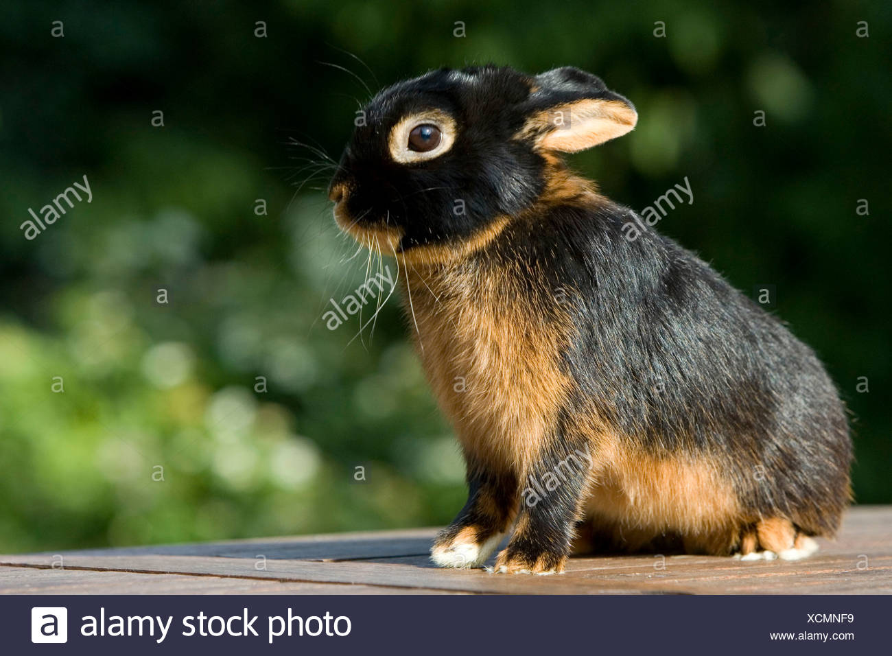 Rabbit Furs High Resolution Stock Photography and Images - Alamy