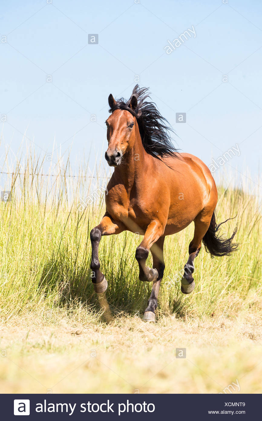 Boerperd High Resolution Stock Photography and Images - Alamy