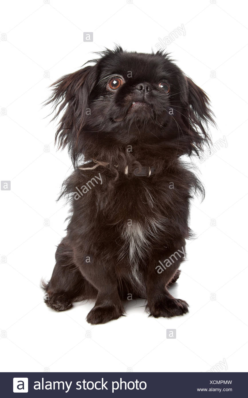 Japanese Spaniel High Resolution Stock Photography and Images - Alamy
